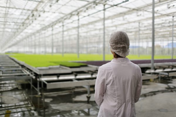 Greenfield Manufacturing Plant Setup – Sukhena